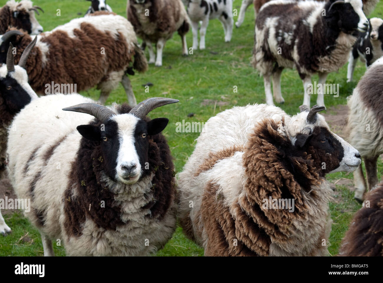 flock of rare breed jacob sheep Stock Photo - Alamy