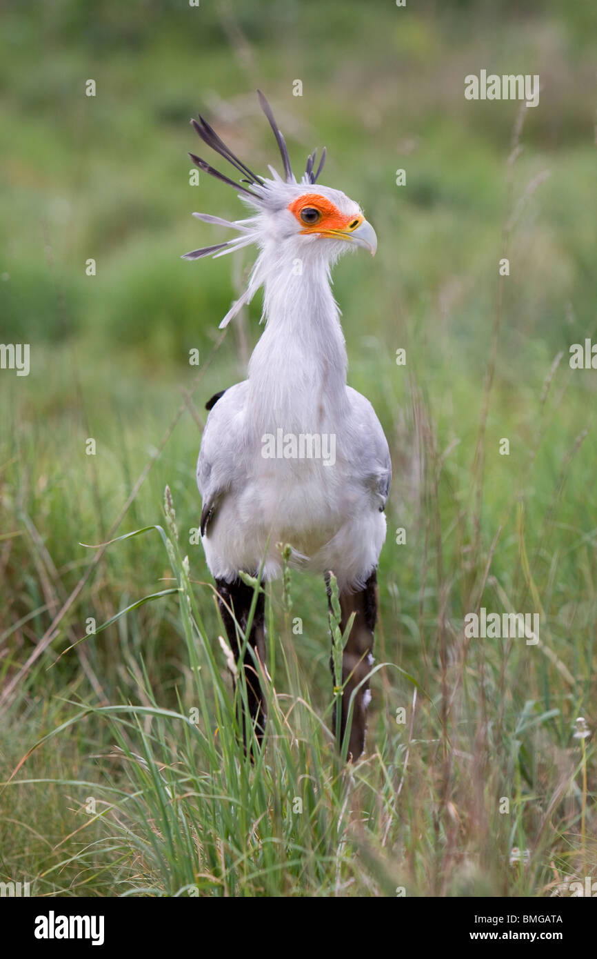 Secretary bird, Sagittarius serpentarius Stock Photo - Alamy