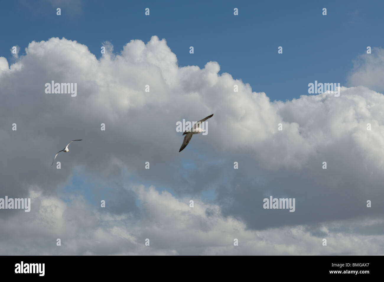Birds Flying In A Cloud Filled Sky Stock Photo - Alamy