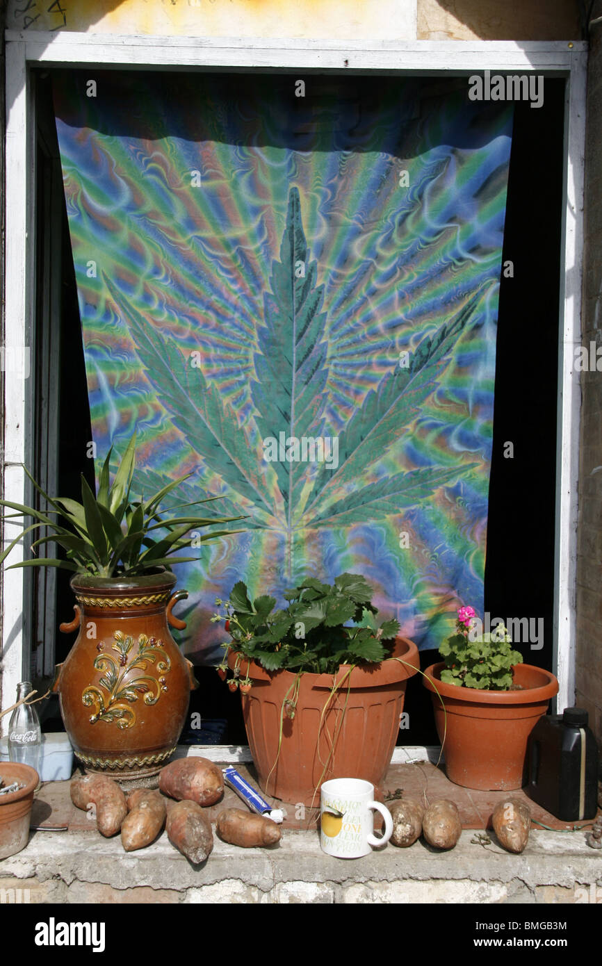 cannabis plant curtains in property window Stock Photo - Alamy