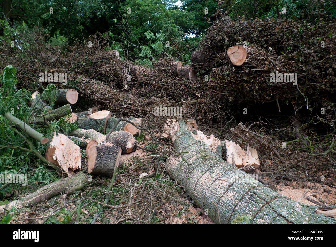 A felled tree is cut up for logs Stock Photo - Alamy