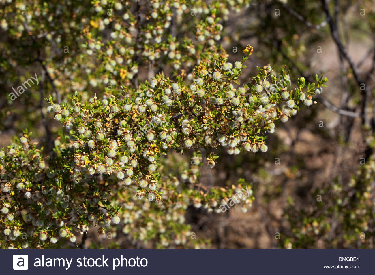Seeds Creosote Bush Larrea Tridentata High Resolution Stock Photography ...