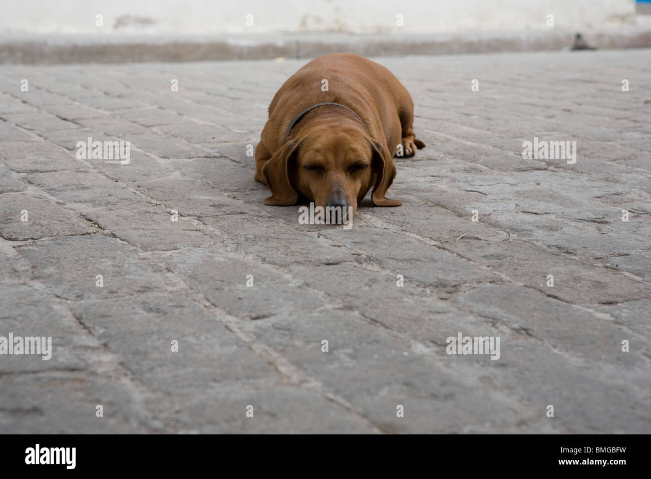 A dog in the street, Havana,Cuba Stock Photo - Alamy