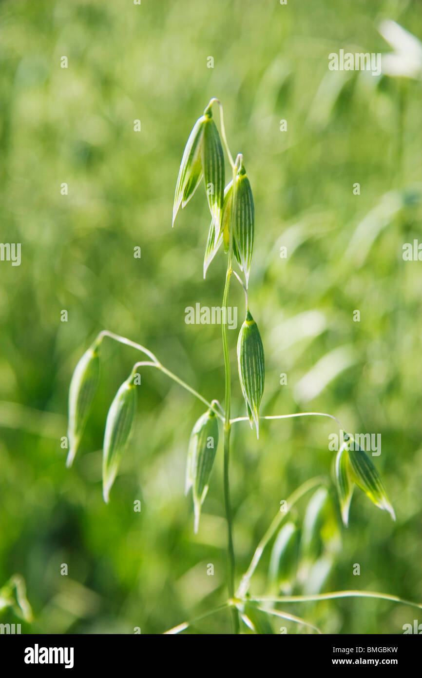 Oat plant hi-res stock photography and images - Alamy