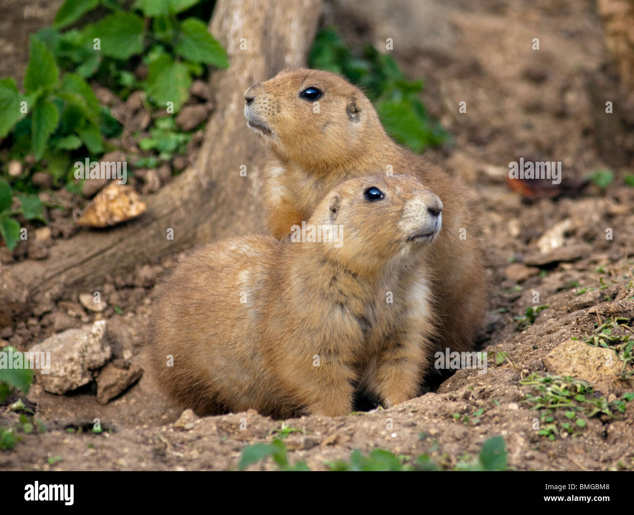 Black tailed prairie dogs marmots hi-res stock photography and images ...