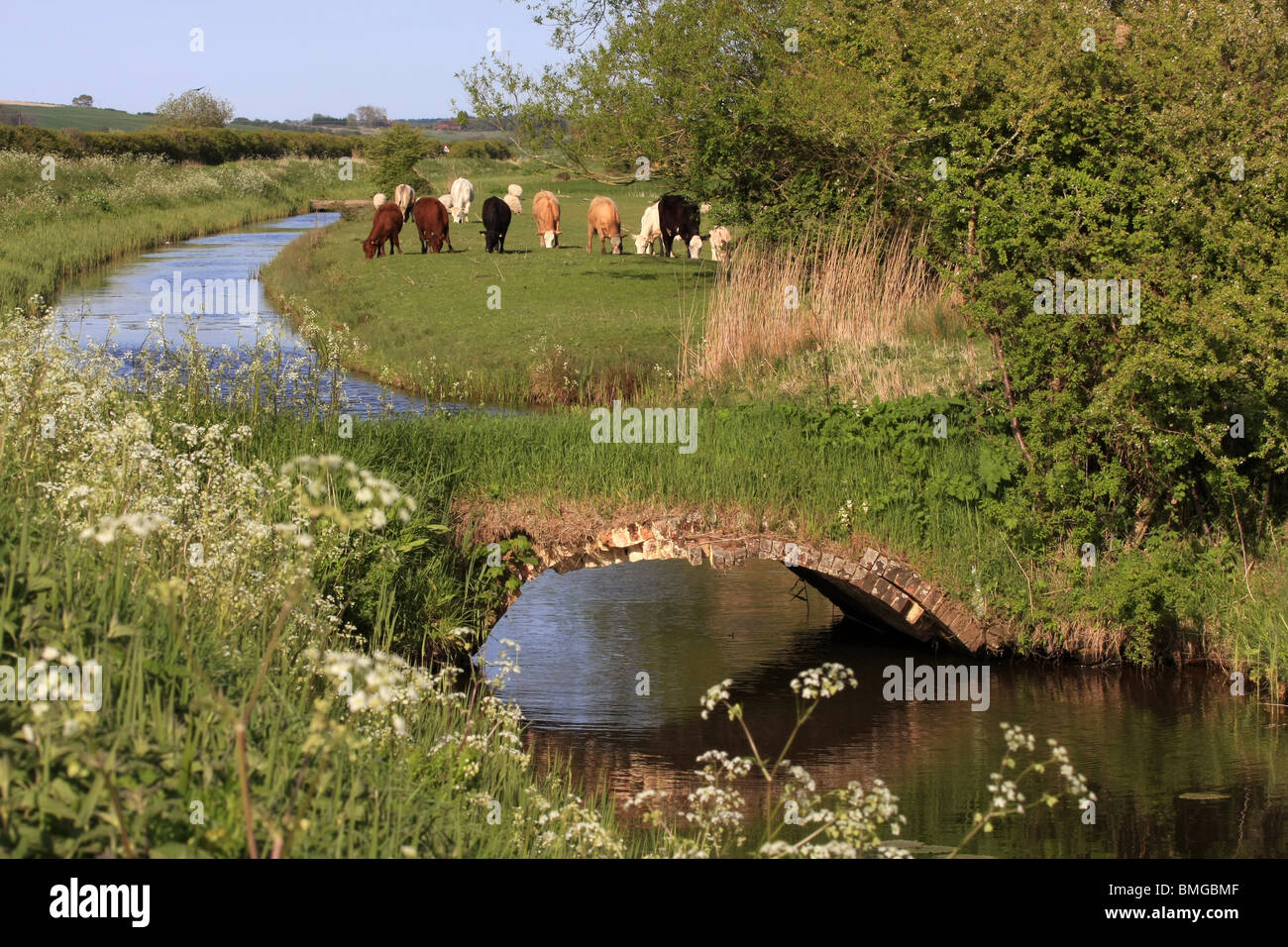 A view of rural Kent near Small Hythe, with cows in a line eating and a ...