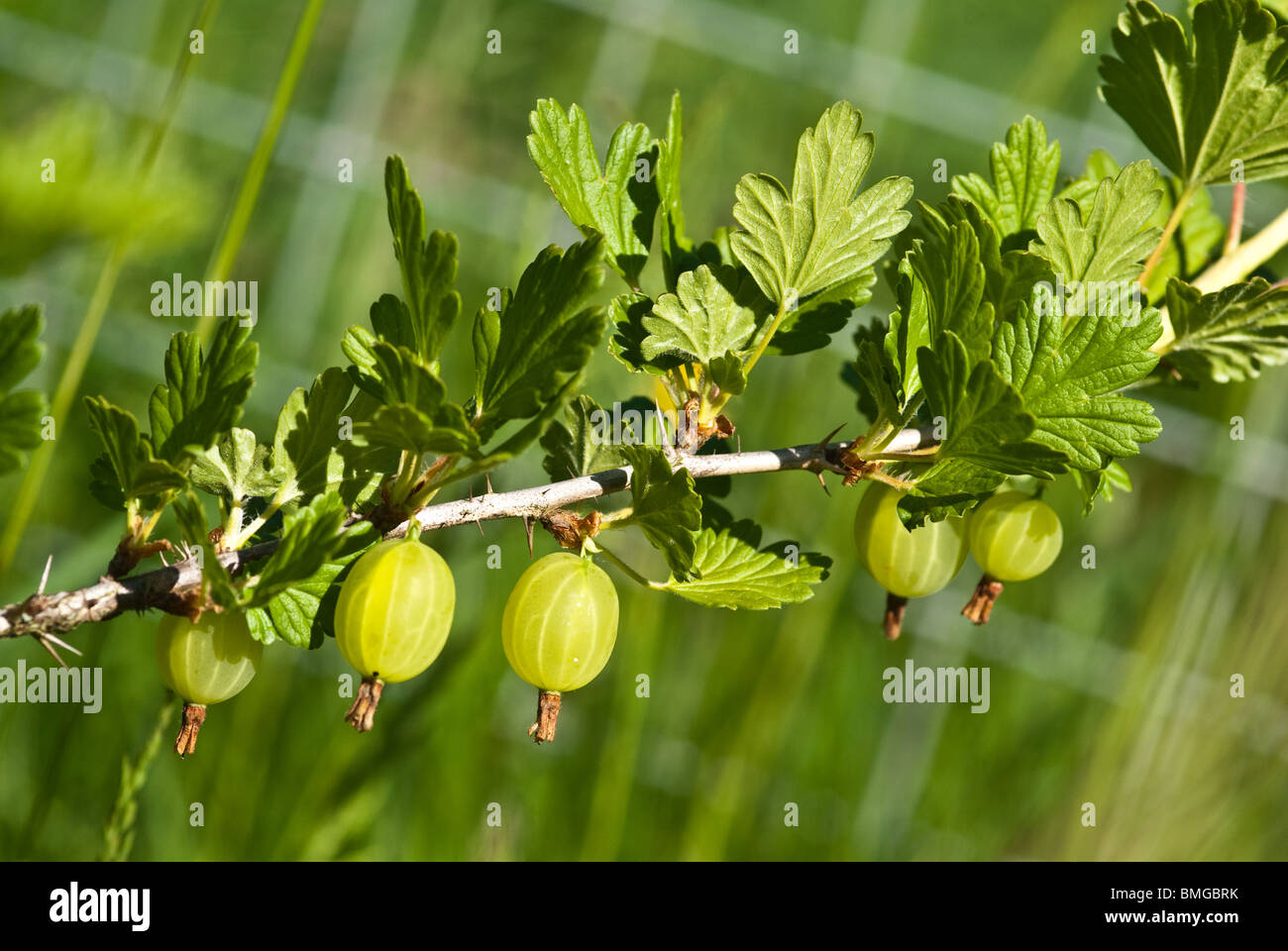 Gooseberry bush hi-res stock photography and images - Alamy