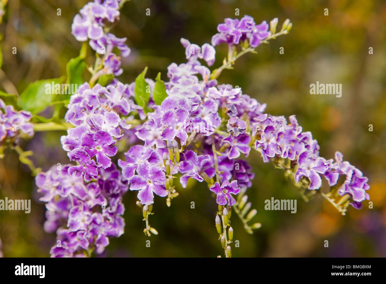 Duranta repens hi-res stock photography and images - Alamy