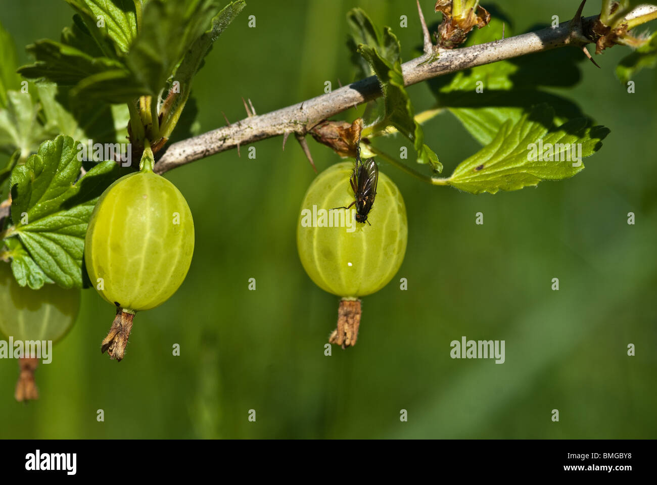 Gooseberry bush hi-res stock photography and images - Alamy