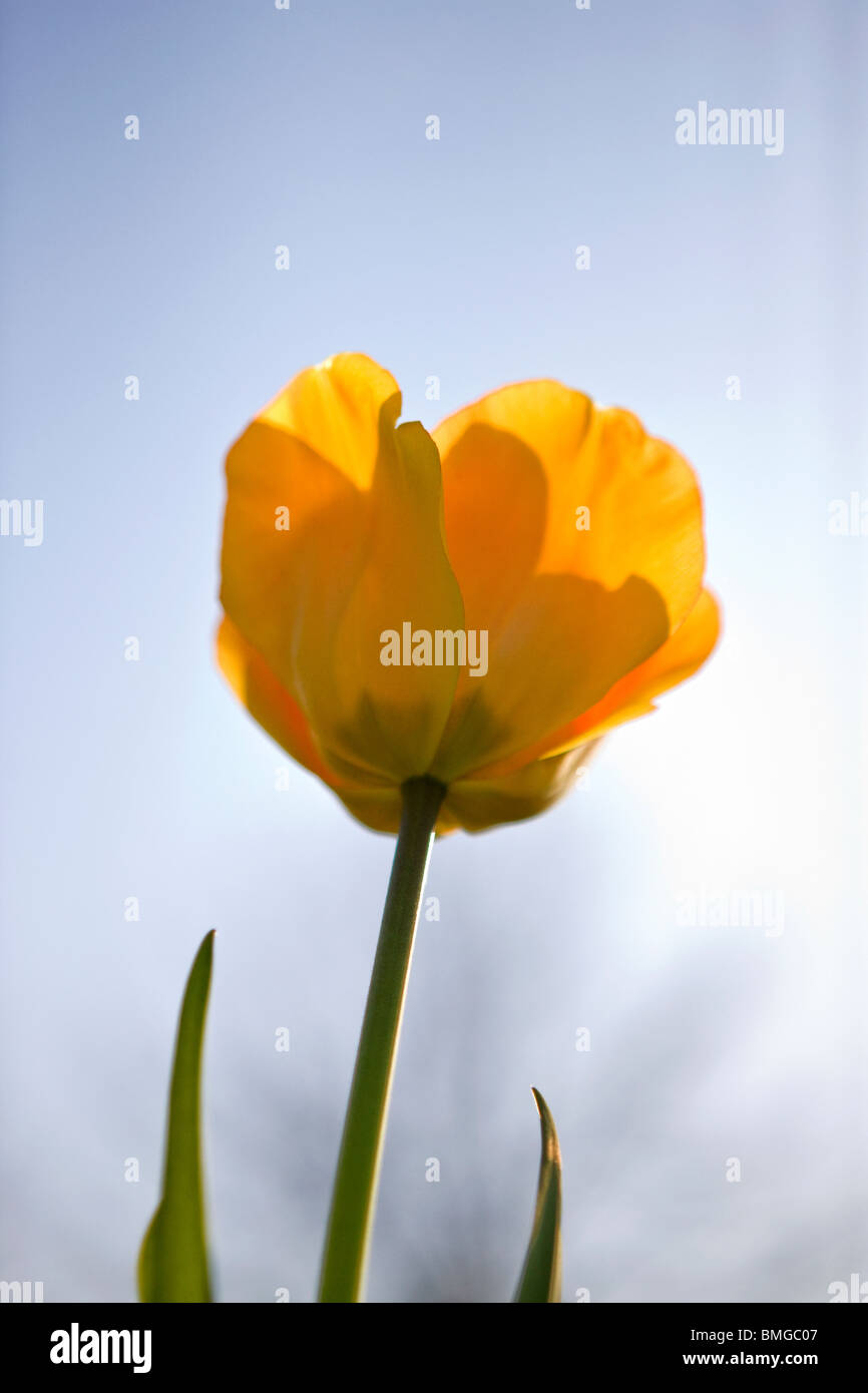 A yellow tulip in full bloom, close up Stock Photo - Alamy