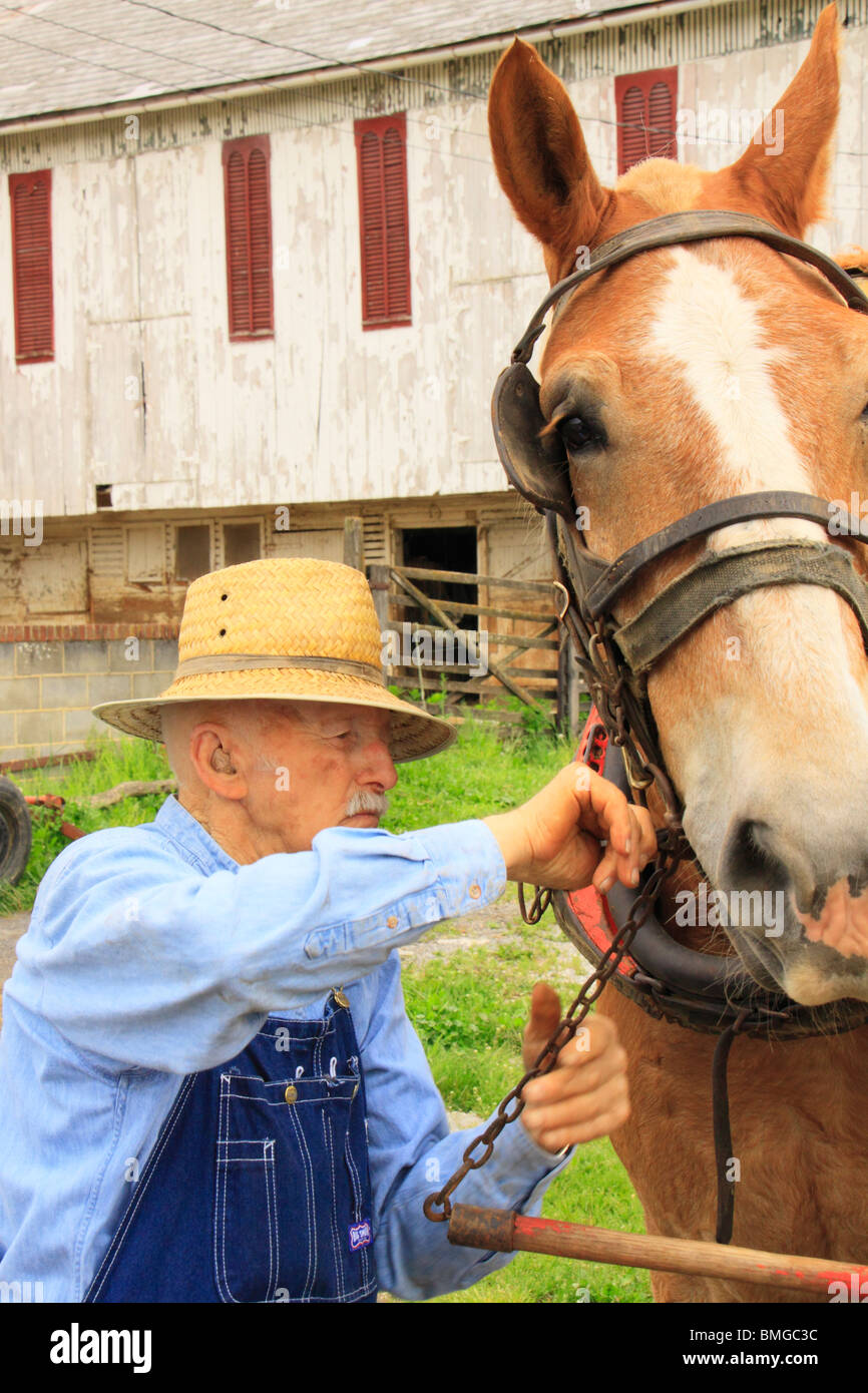 Charlie lindsay hitches up percheron hi-res stock photography and ...