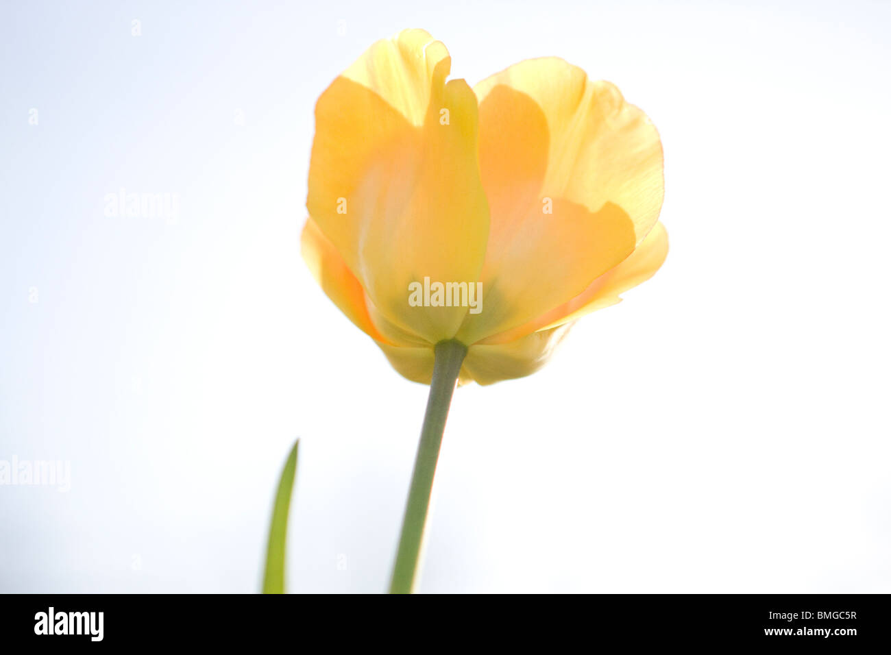 A yellow tulip in full bloom, close up Stock Photo - Alamy