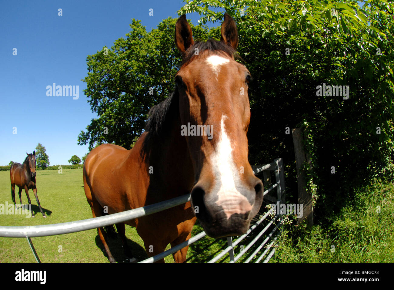 Horses gate hi-res stock photography and images - Alamy