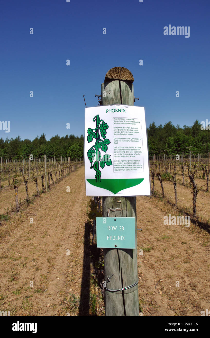 Phoenix grape varietal,Carter's Vineyard, Boxted, Colchester, Essex ...