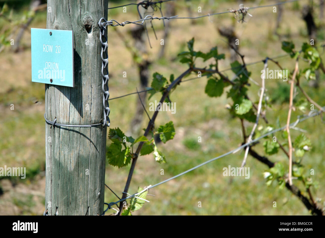 Rondo Grape High Resolution Stock Photography and Images - Alamy