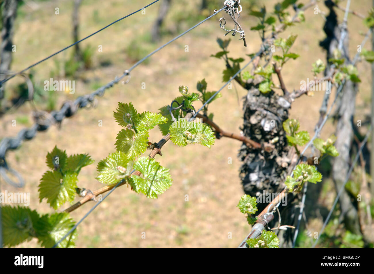 Rondo grape hi-res stock photography and images - Alamy