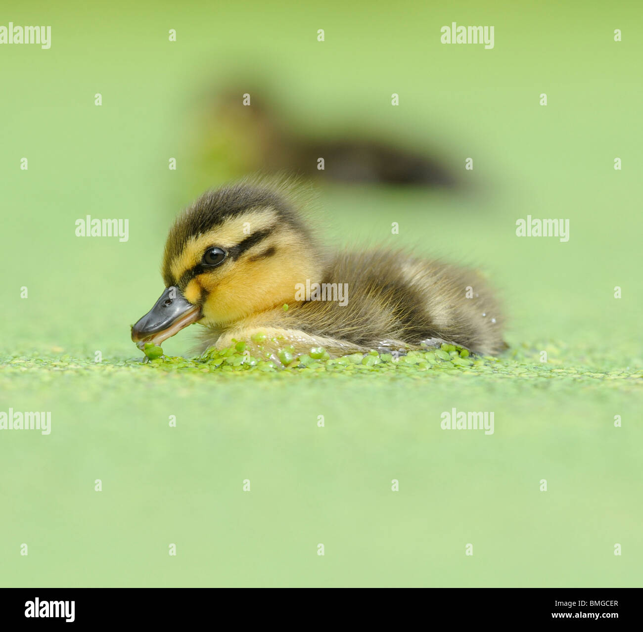 Fledgling duck hi-res stock photography and images - Alamy