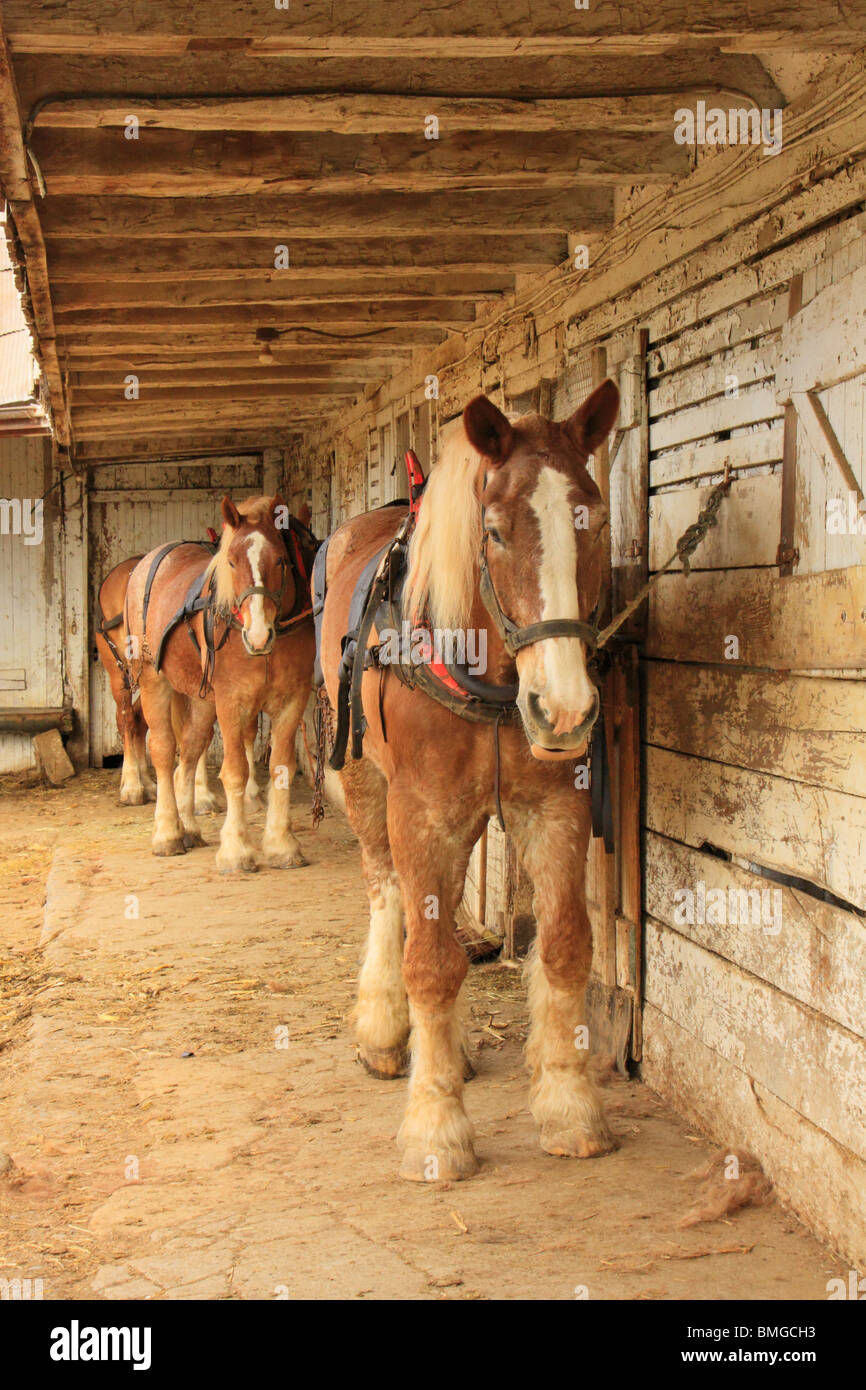 Percherons at Charlie Lindsay Farm, Greencastle, Pennsylvania Stock ...