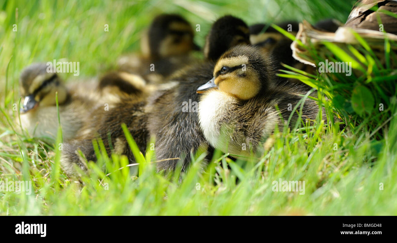 Grey ducklings hi-res stock photography and images - Alamy