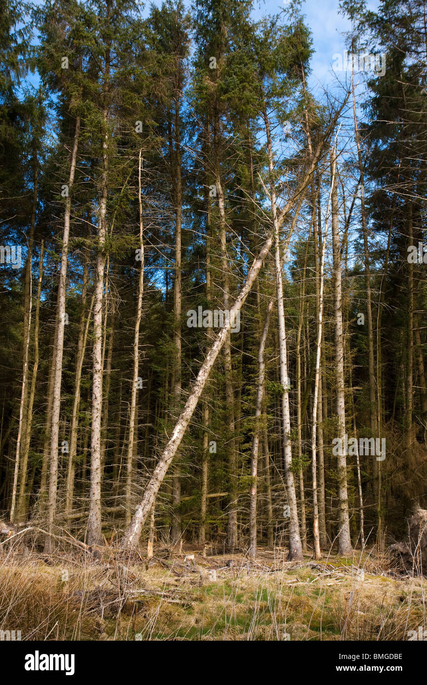 Deforestation, Nether Silton Woods, North York Moors, England Stock ...