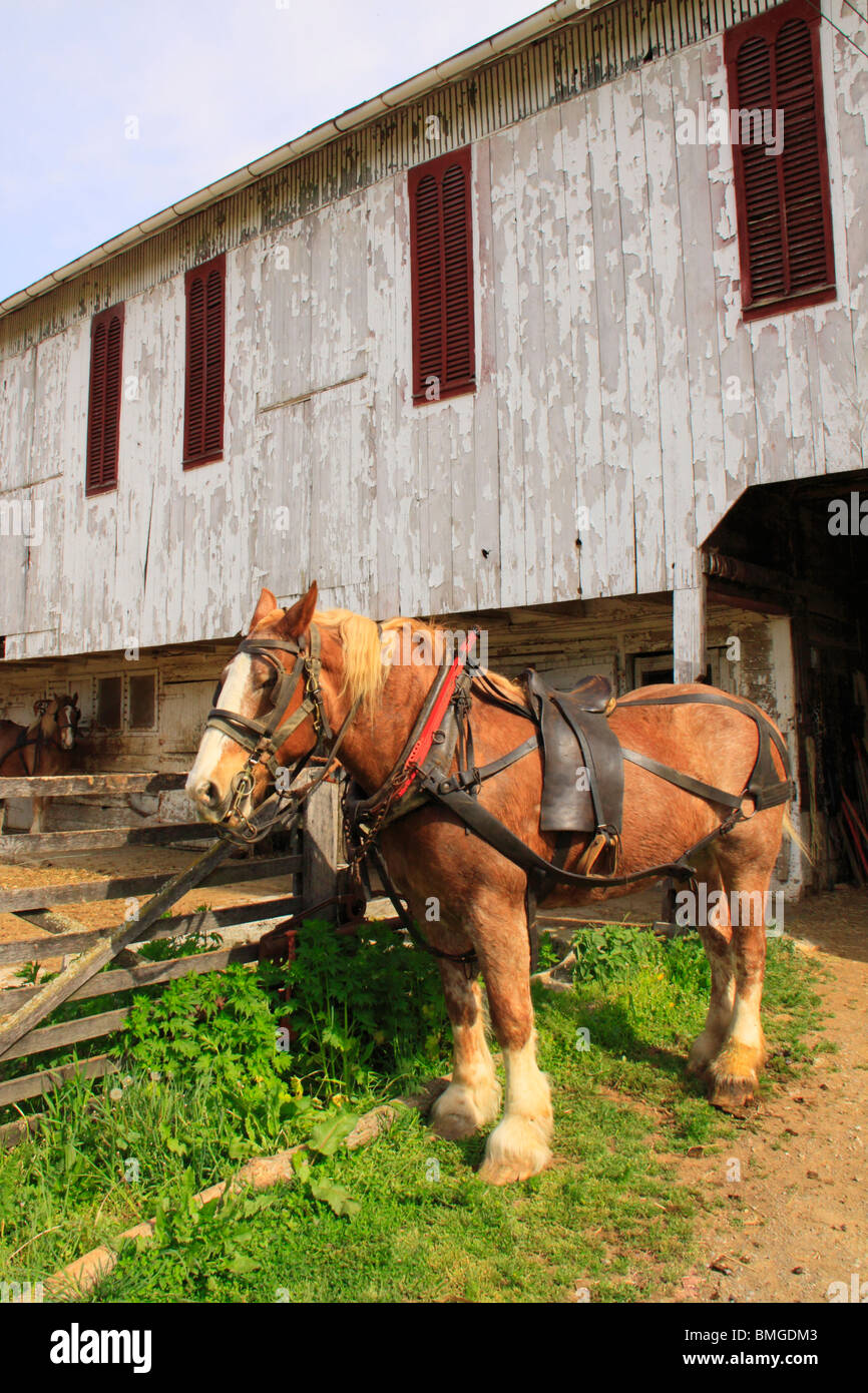 Percheron at Charlie Lindsay's Farm, Greencastle, Pennsylvania Stock ...