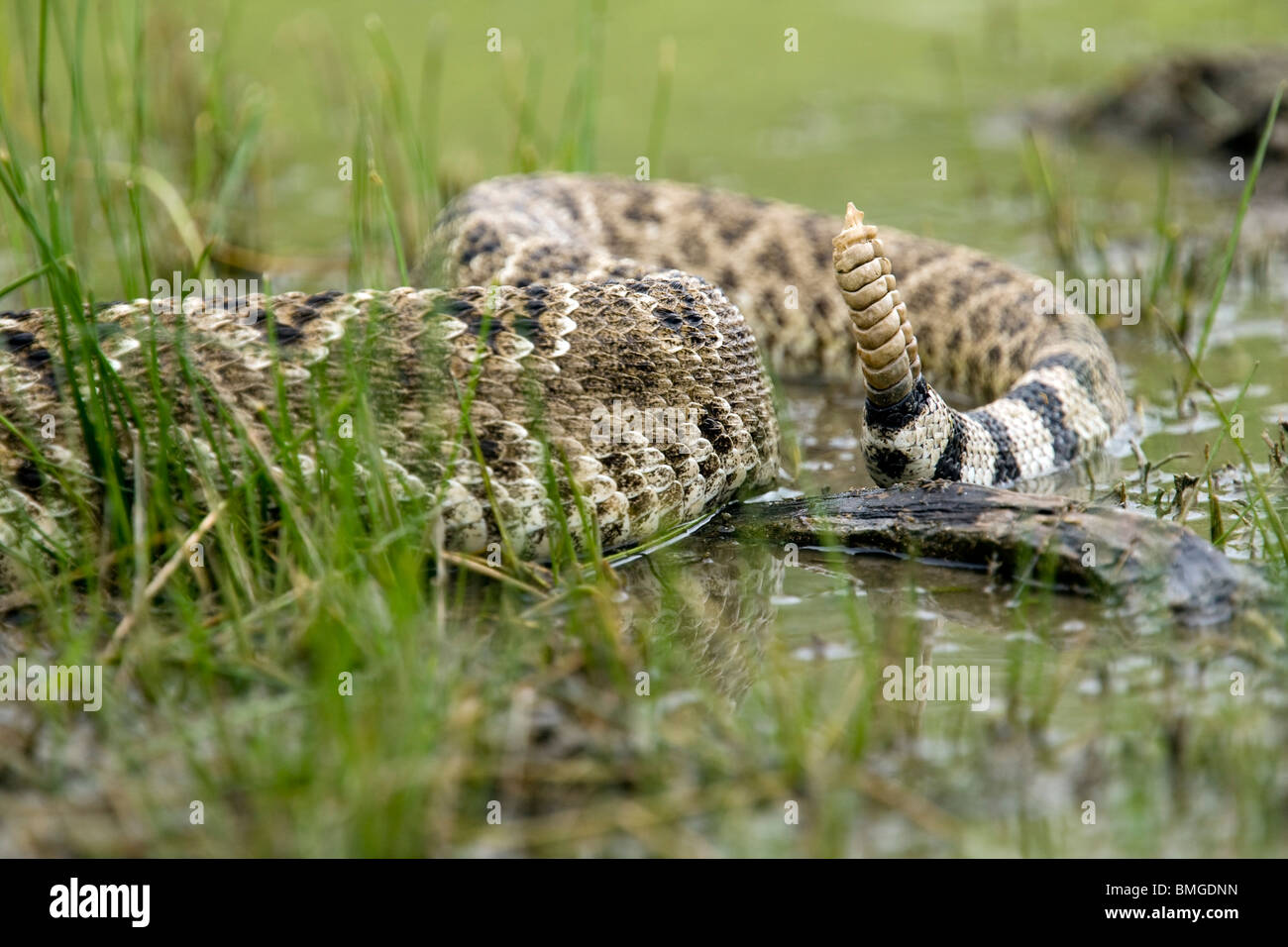 Rattle of Western Diamondback Rattlesnake - Los Novios Ranch - near ...