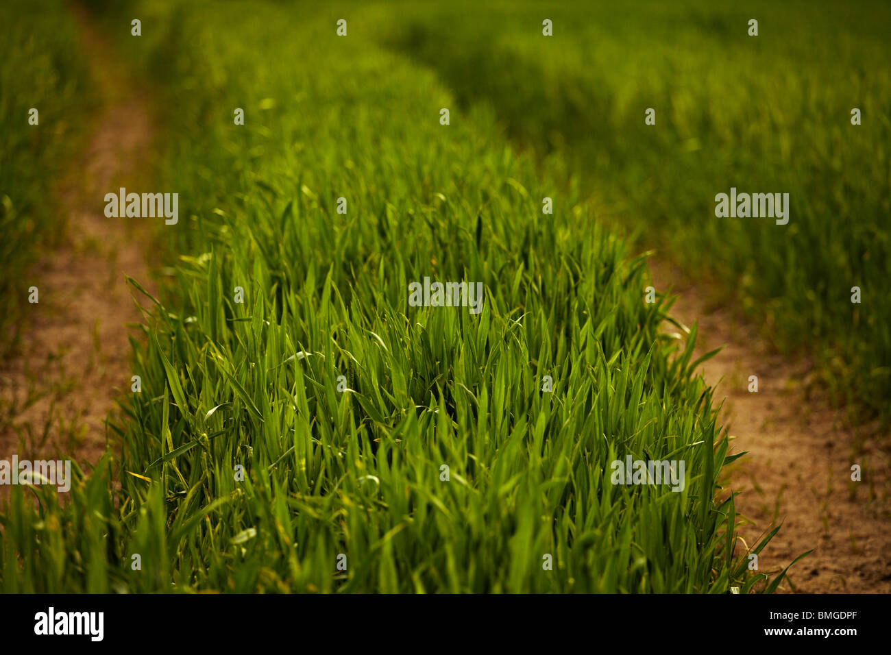 Field of growing crops in the evening sunlight with vivid colours Stock ...