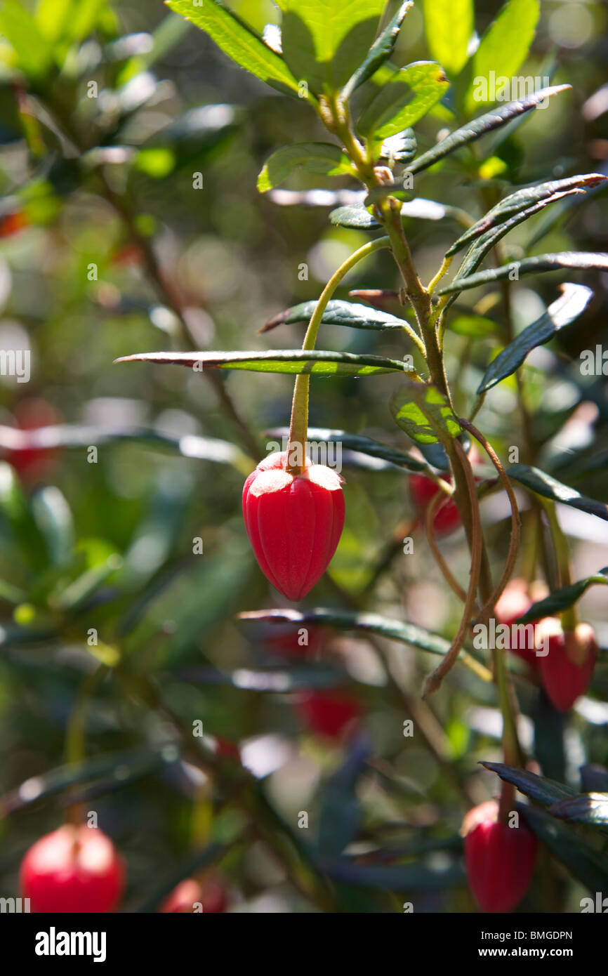 Crinodendron hookerianum flower in a Surrey Garden in June Stock Photo ...
