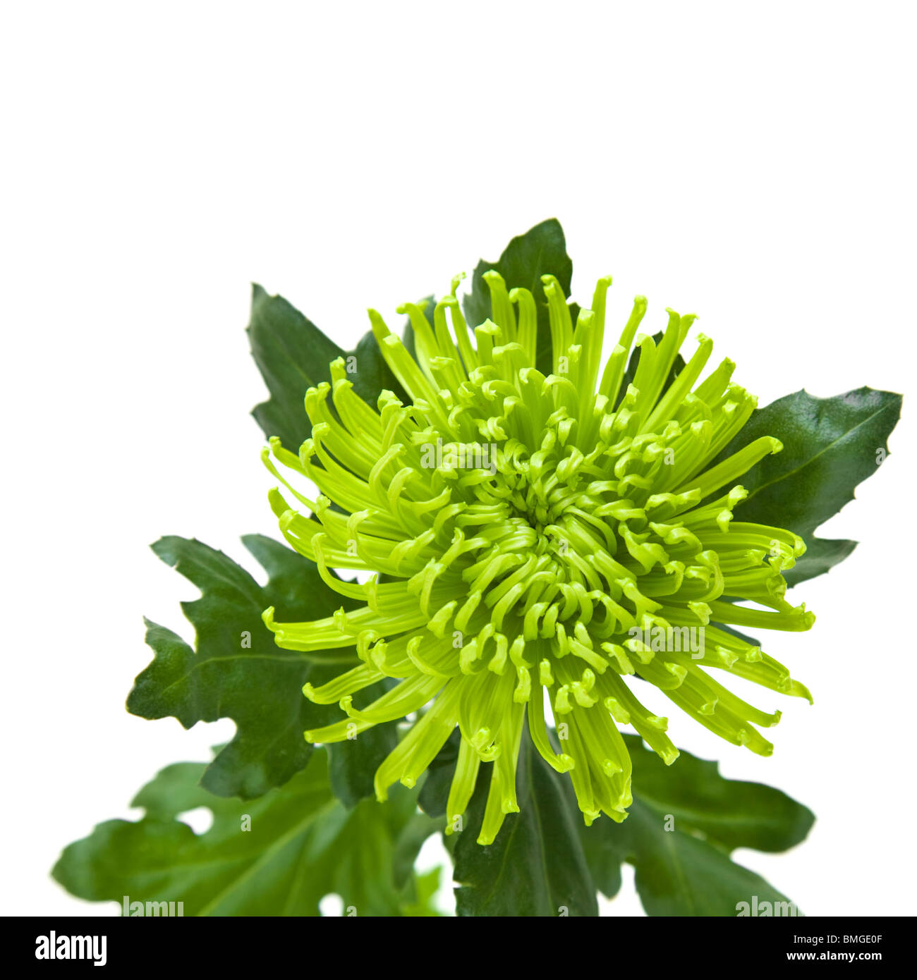 Green chrysanthemums hi-res stock photography and images - Alamy