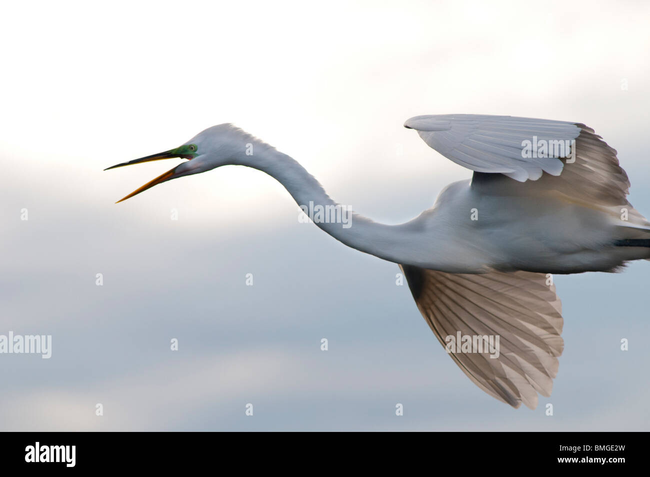 Great Egret flying Stock Photo - Alamy