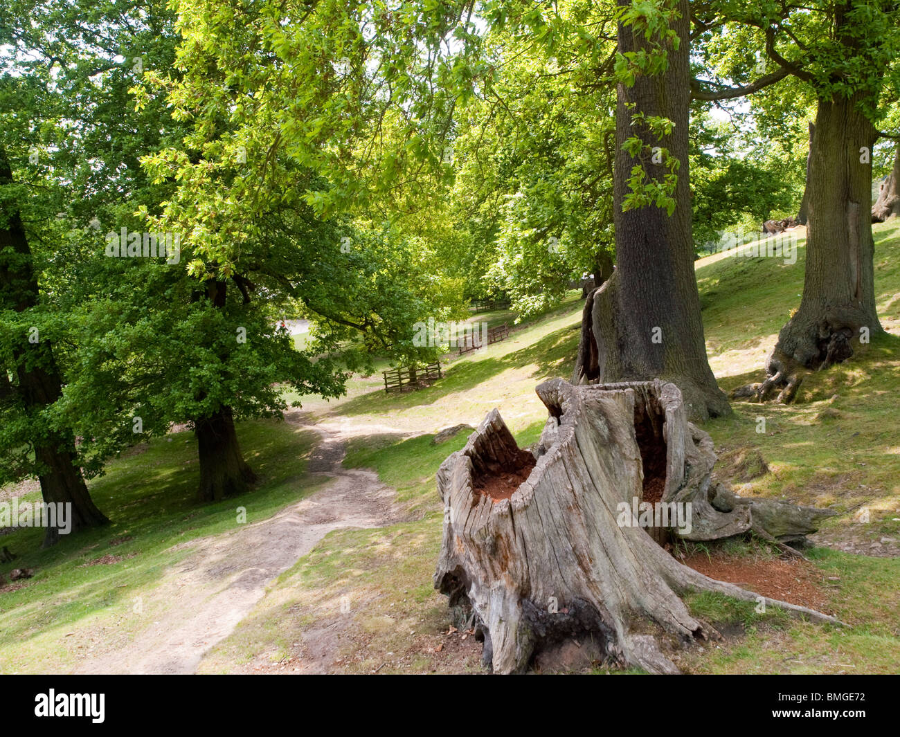 Bradgate Country Park in Leicestershire, England UK Stock Photo - Alamy