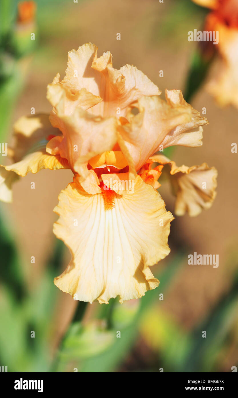 Fire iris flowers hi-res stock photography and images - Alamy