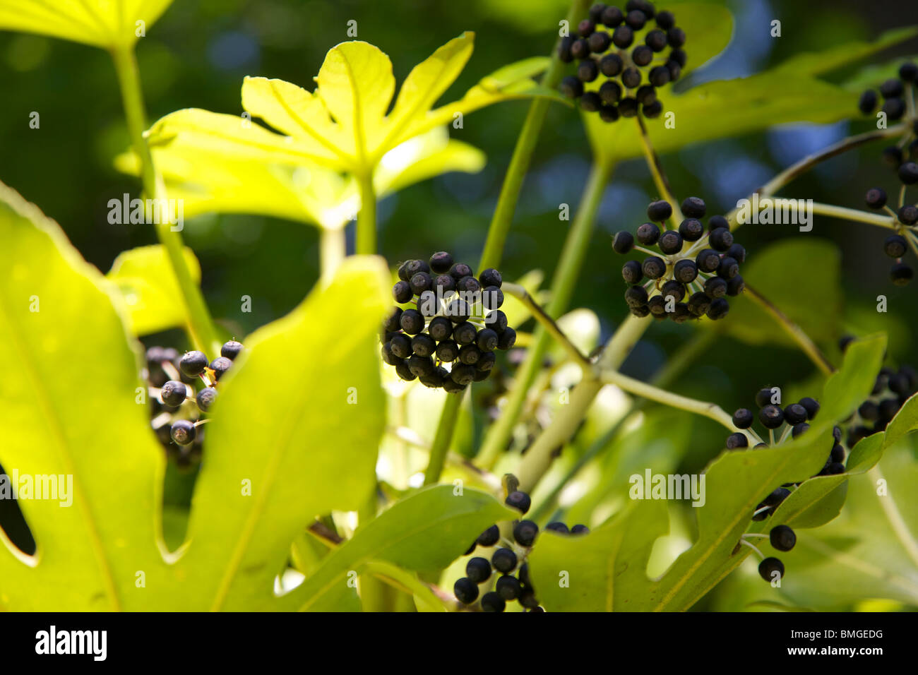 Fatsia japonica hi-res stock photography and images - Alamy