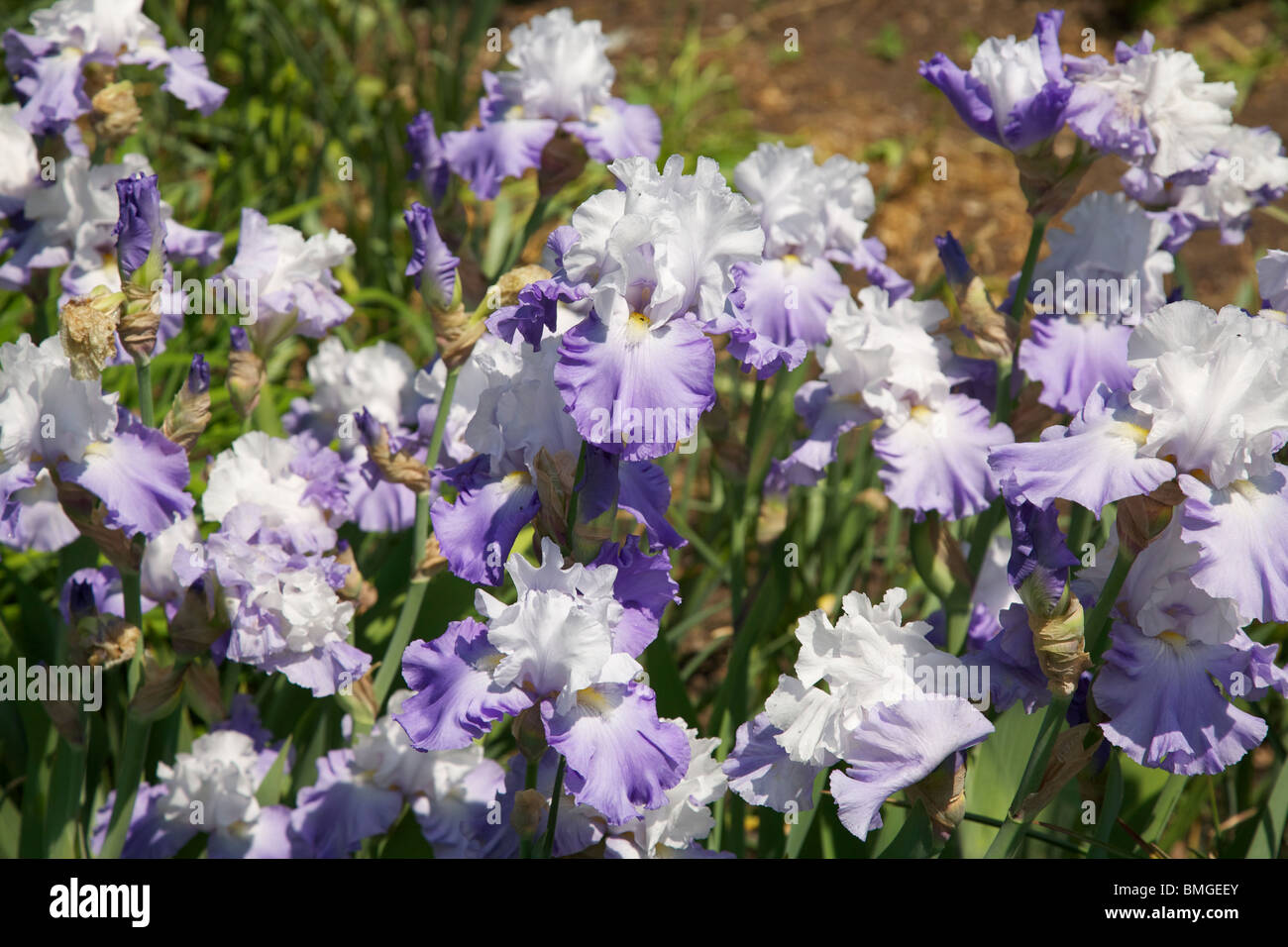 Iris lark rise hi-res stock photography and images - Alamy