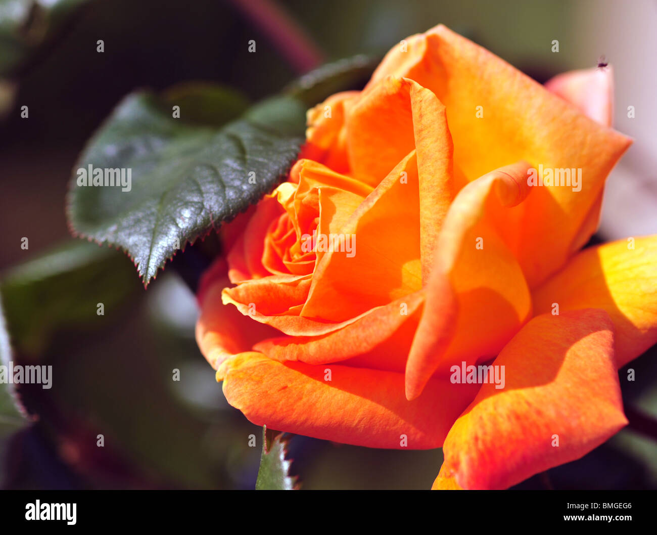 rose LOUISE DE FUNES Stock Photo - Alamy