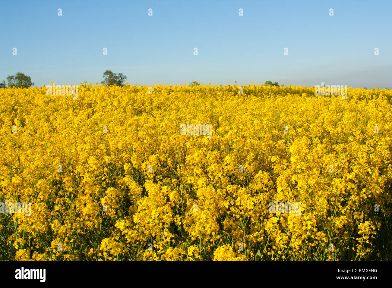 Field of rape seed in the morning light Stock Photo - Alamy