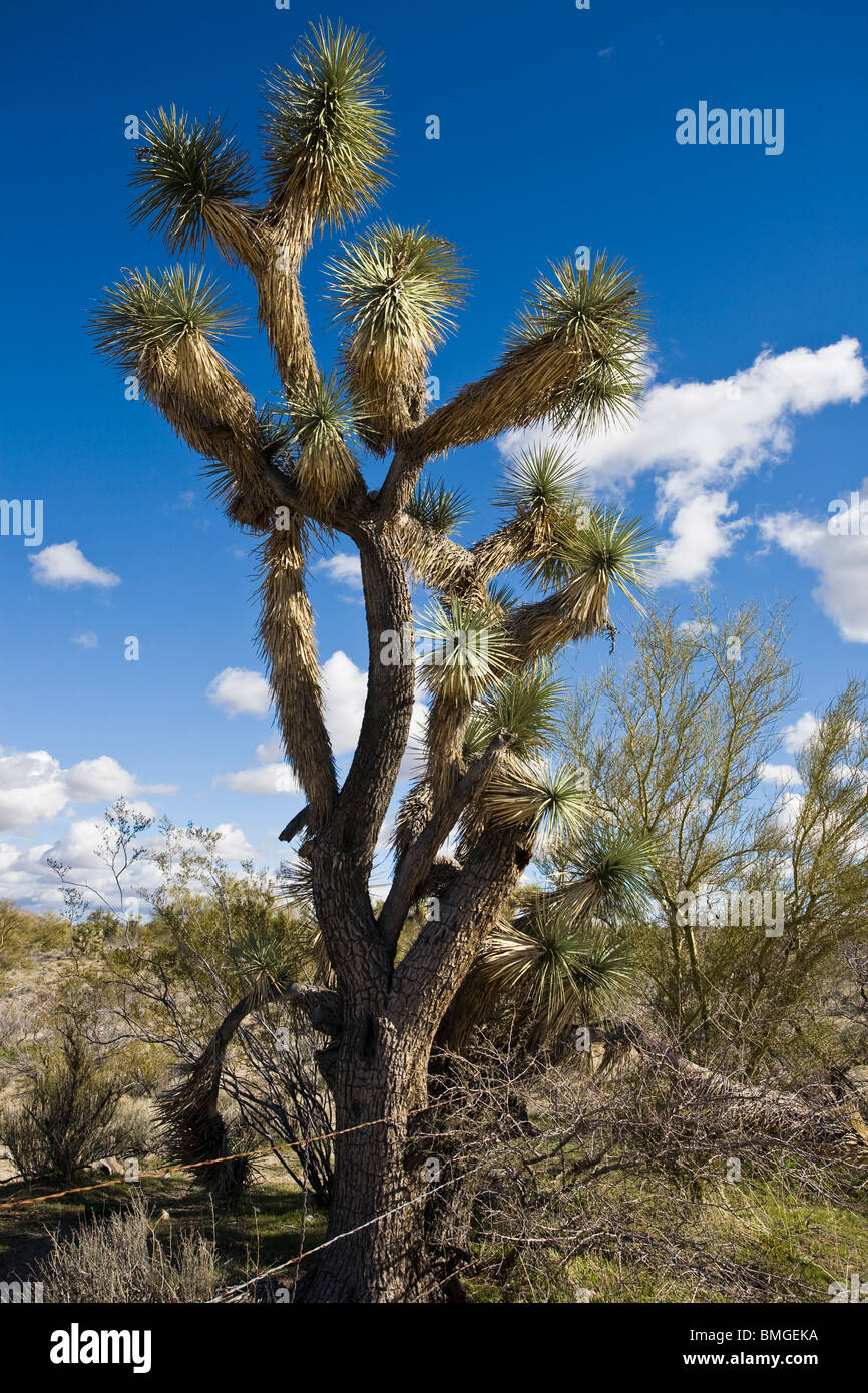 Joshua Tree, Yucca brevifolia, in Arizona Stock Photo - Alamy