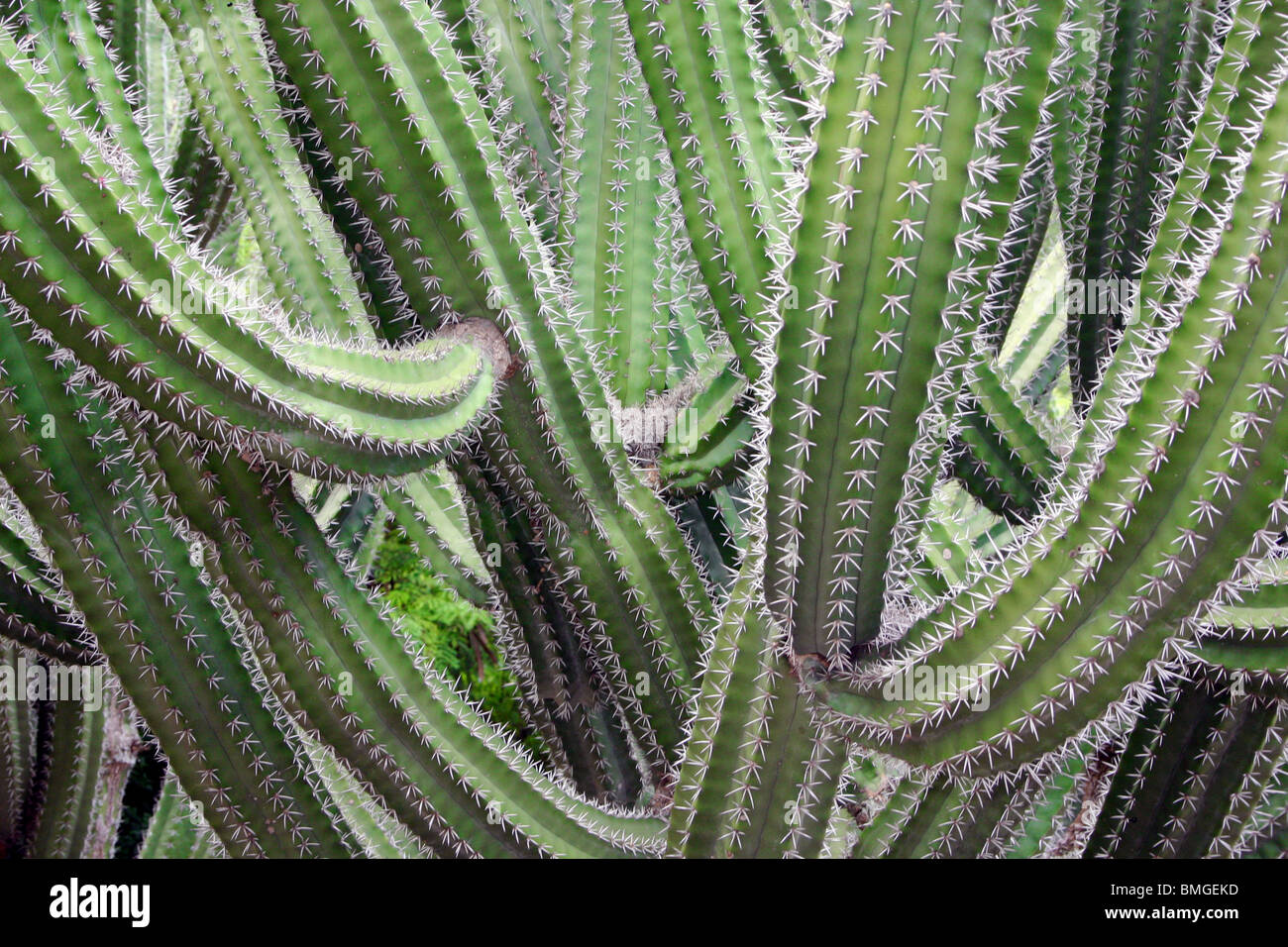Cactus branches hi-res stock photography and images - Alamy