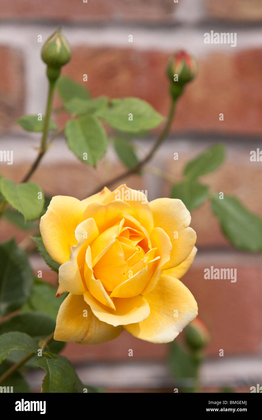 David austin roses hi-res stock photography and images - Alamy