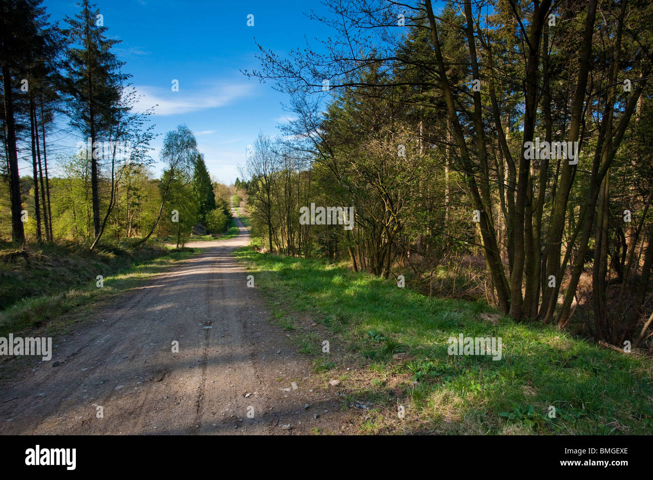 Silton forest hi-res stock photography and images - Alamy