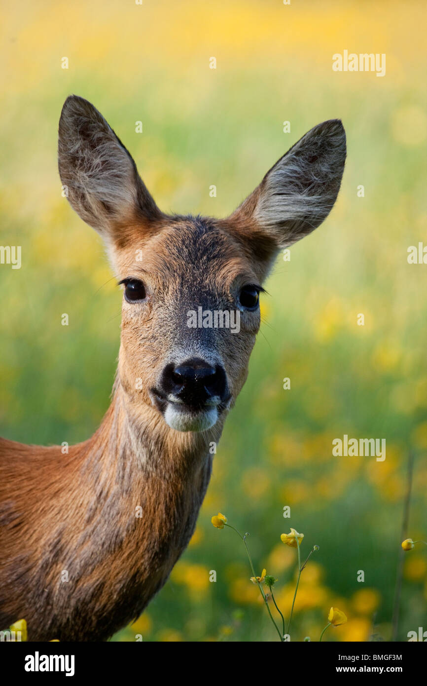 Roe deer uk hi-res stock photography and images - Alamy