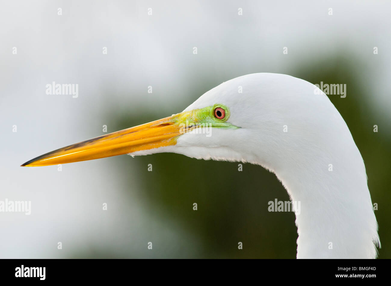 Ardea alba florida breeding hi-res stock photography and images - Alamy