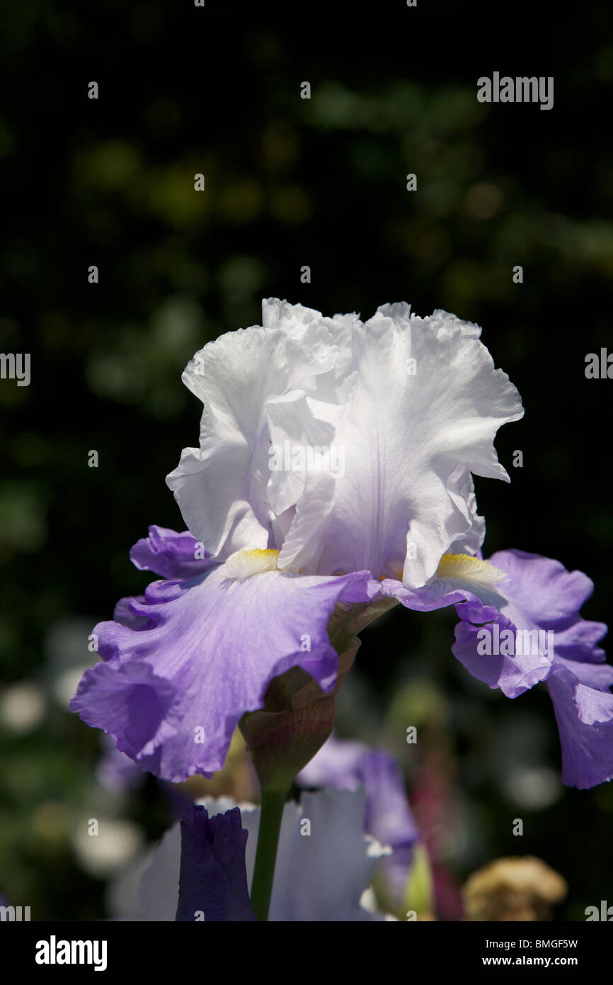 Iris Lark Rise Flowers in a Surrey Garden in June Stock Photo - Alamy
