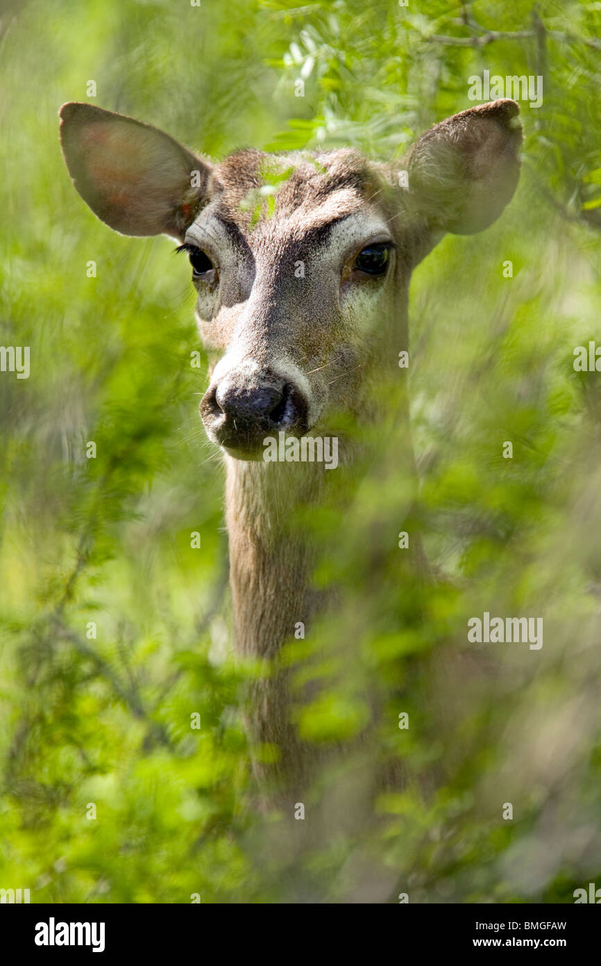 White-tailed Deer - Los Novios Ranch - near Cotulla, Texas USA Stock ...