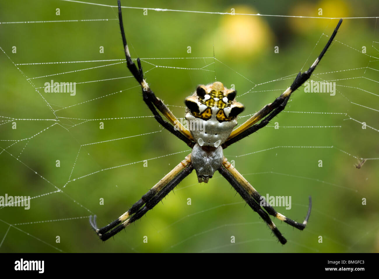 Silver Argiope Spider - Los Novios Ranch - near Cotulla, Texas USA ...