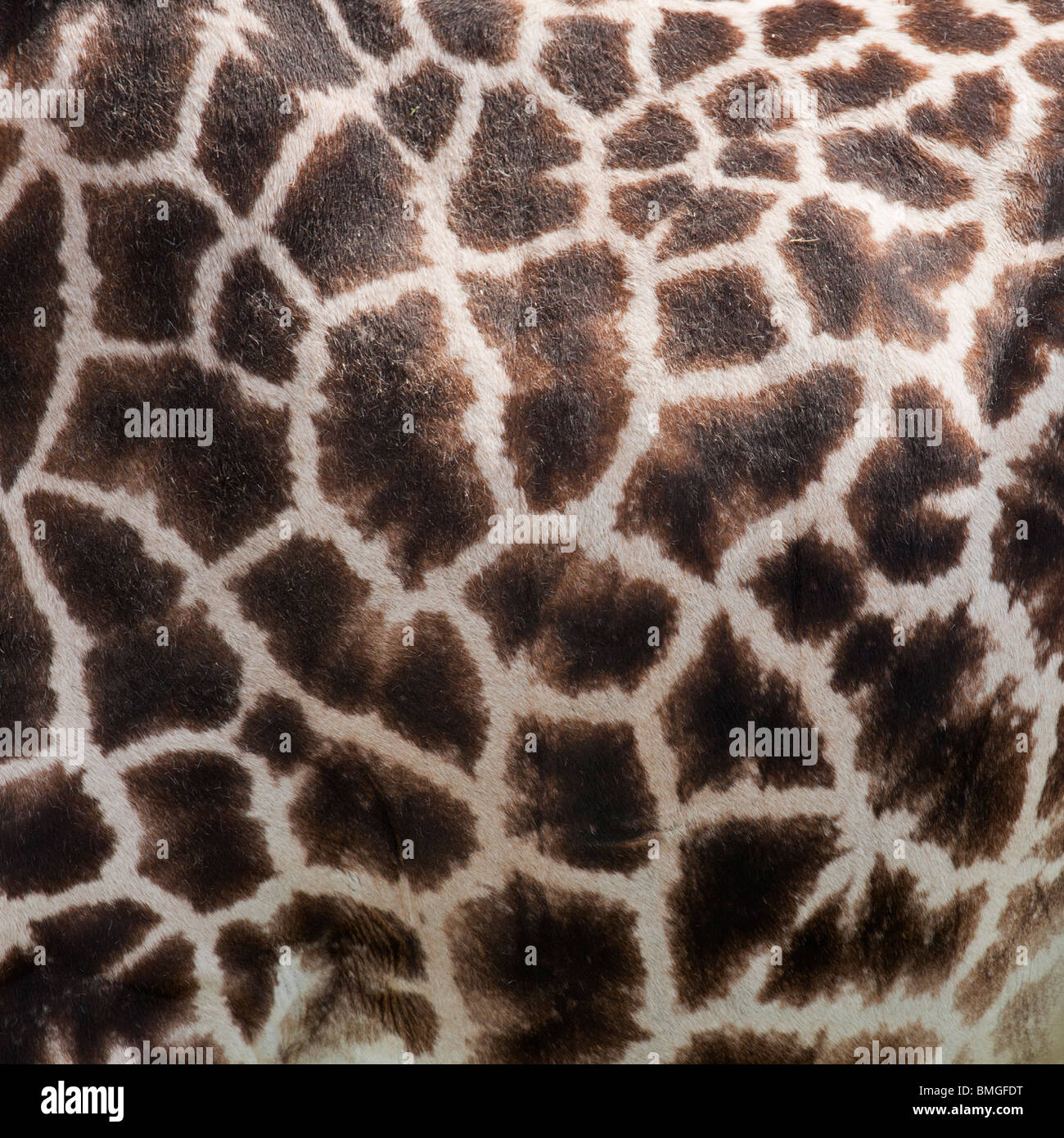 Coat of giraffe hi-res stock photography and images - Alamy