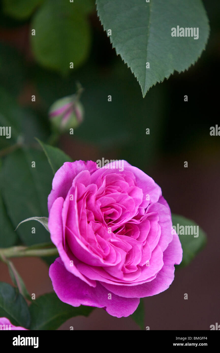 Rose Gurtrude Yekyll, England, UK Stock Photo - Alamy