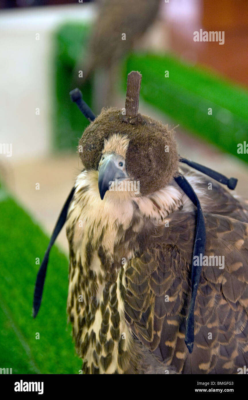 Falcon hood hi-res stock photography and images - Alamy