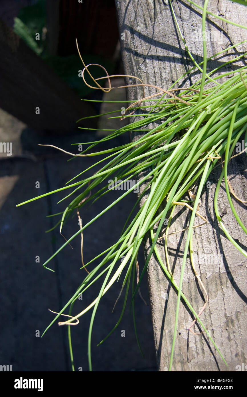 A bundle of fresh cives Stock Photo - Alamy