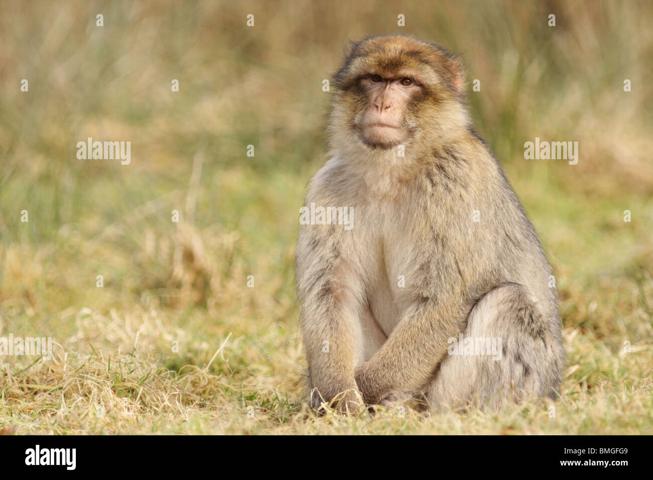 Monkey forest trentham hi-res stock photography and images - Alamy